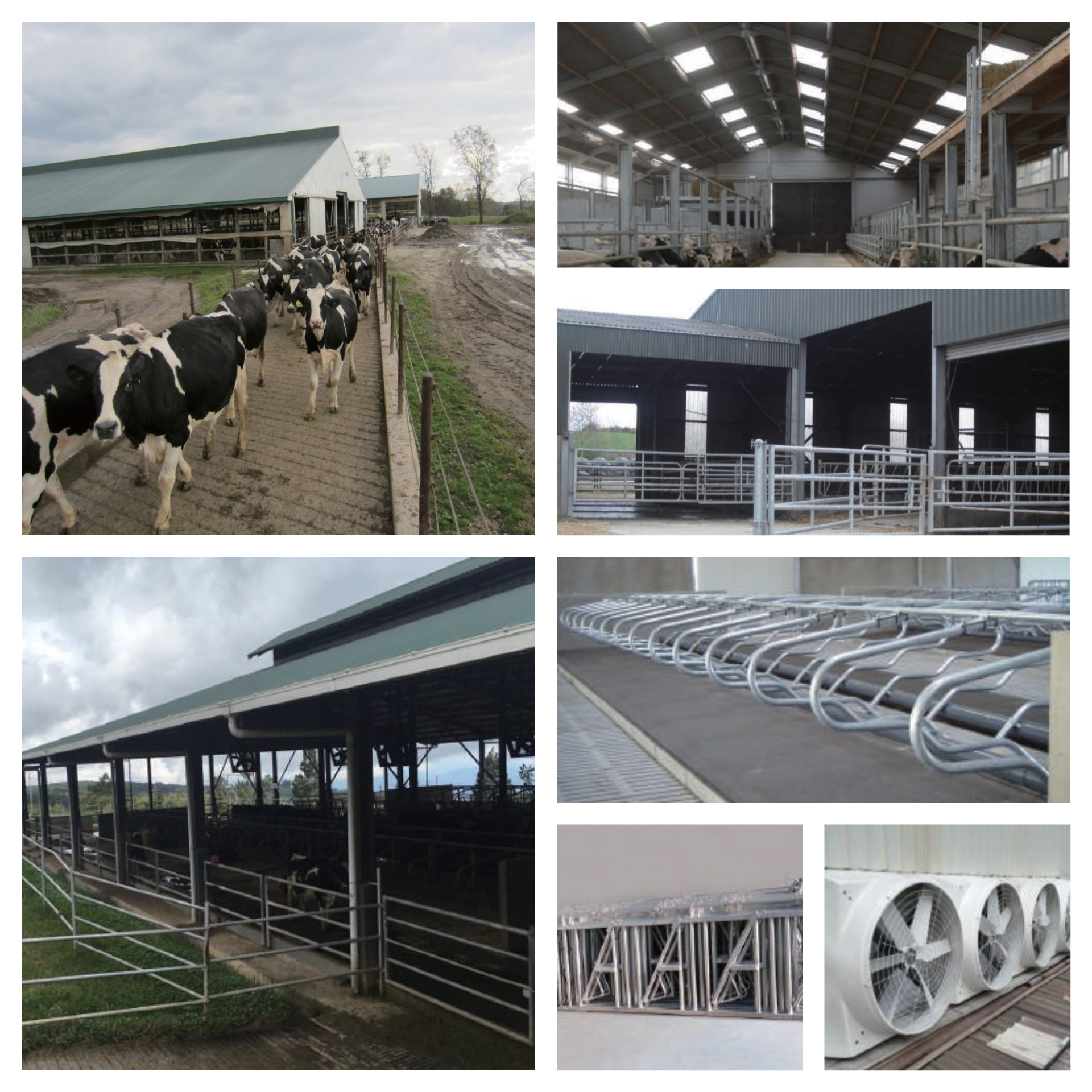 Prefab Steel Cow Farm_WZH STEEL STRUCTURE
